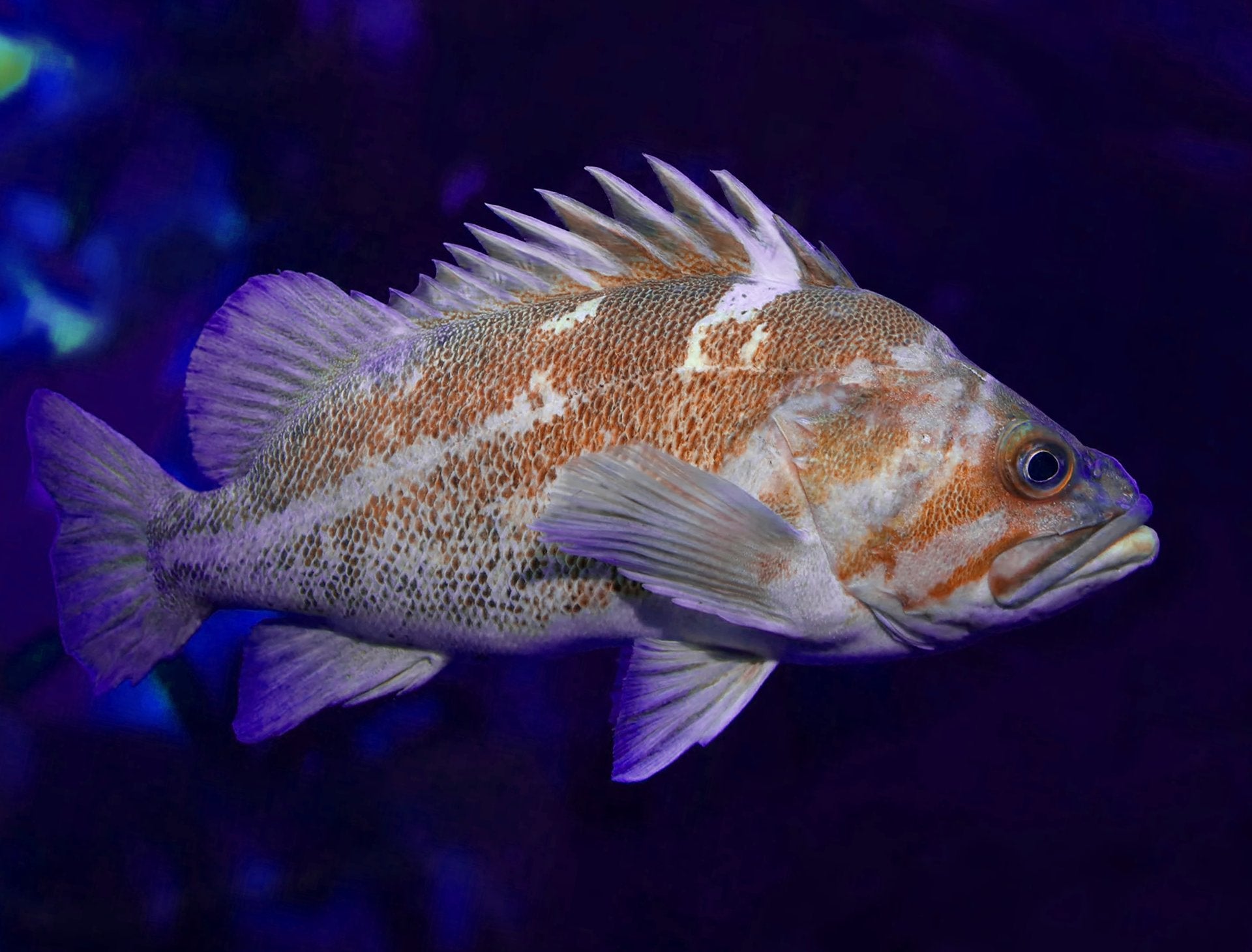 Bottom Fishing Gear for Rockfish, Lingcod, Halibut and more – Fish Story